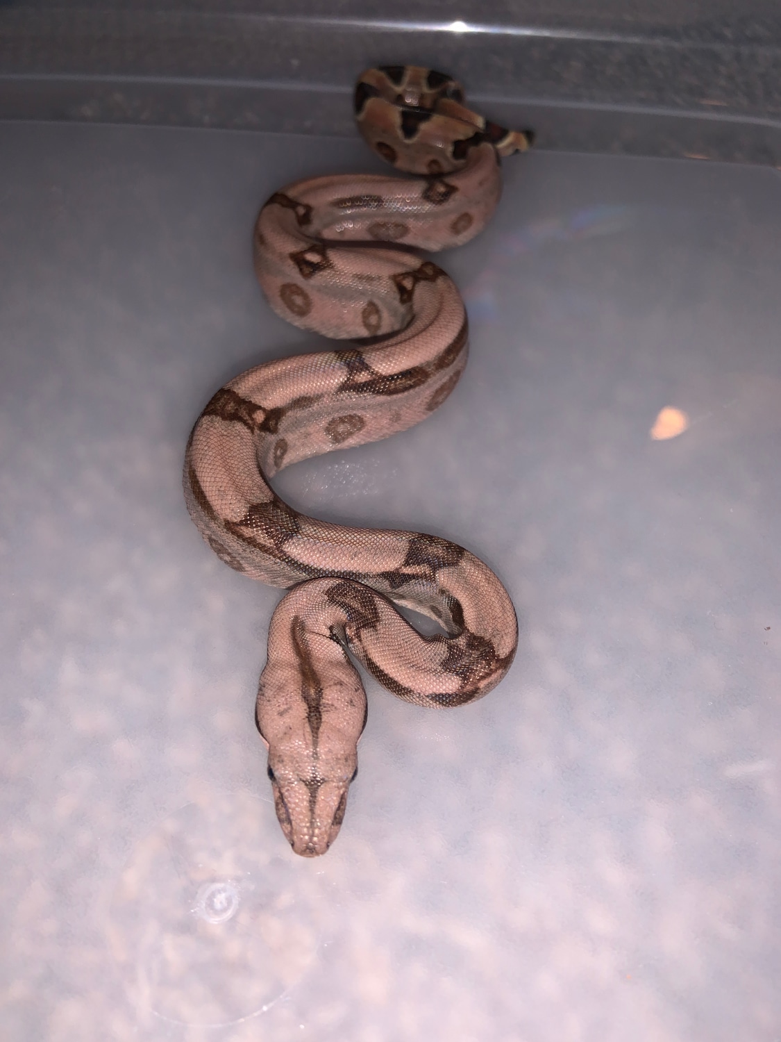Surinam True Red-tailed Boa Constrictor by S and G reptiles - MorphMarket