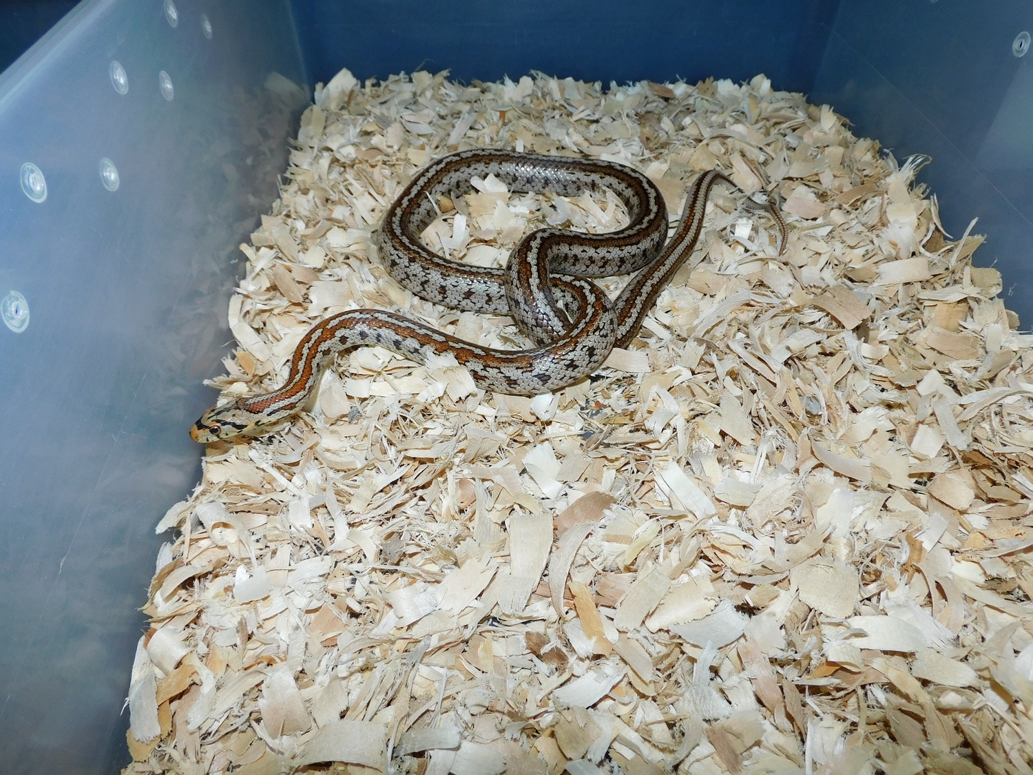 Striped Leopard Ratsnake (Zamensis Situla) Other Rat Snake by GSL ...