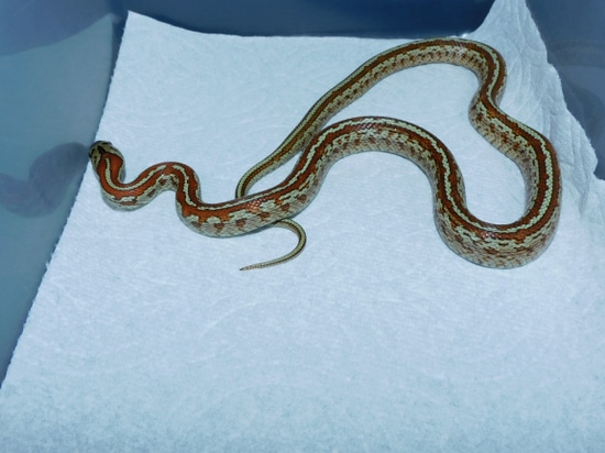 Striped Leopard Ratsnake (Zamensis Situla) Other Rat Snake by GSL Reptiles