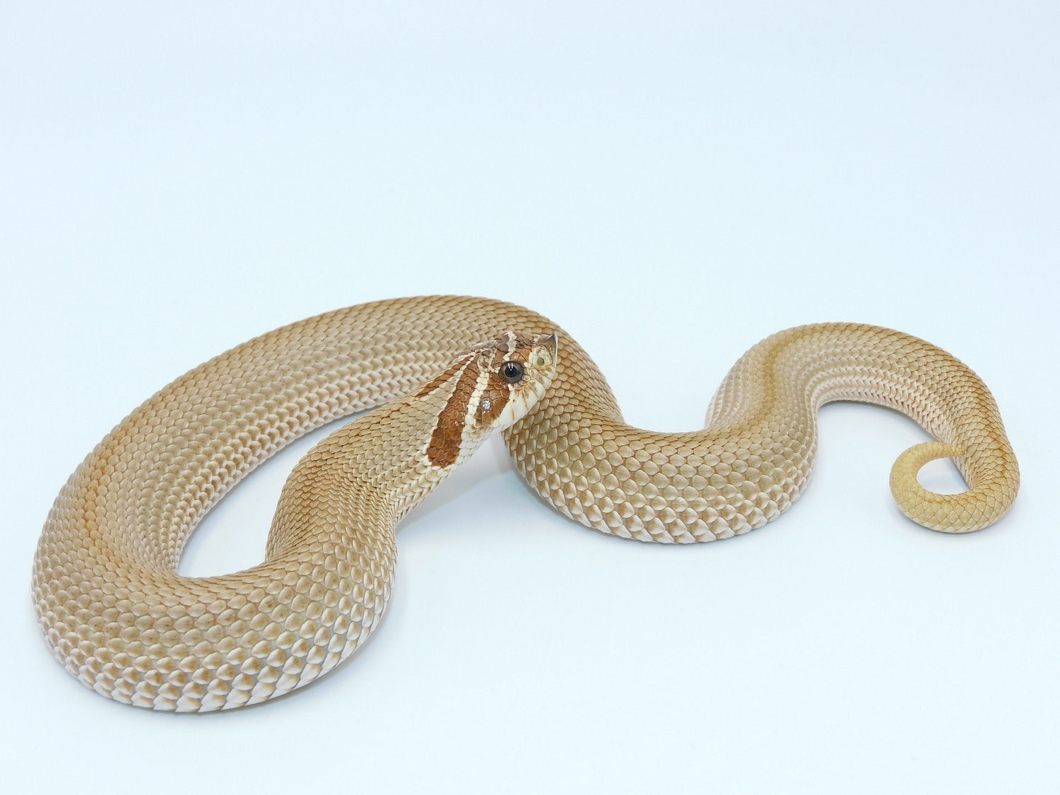 Superconda Het Evans Hypo Western Hognose by GSL Reptiles - MorphMarket