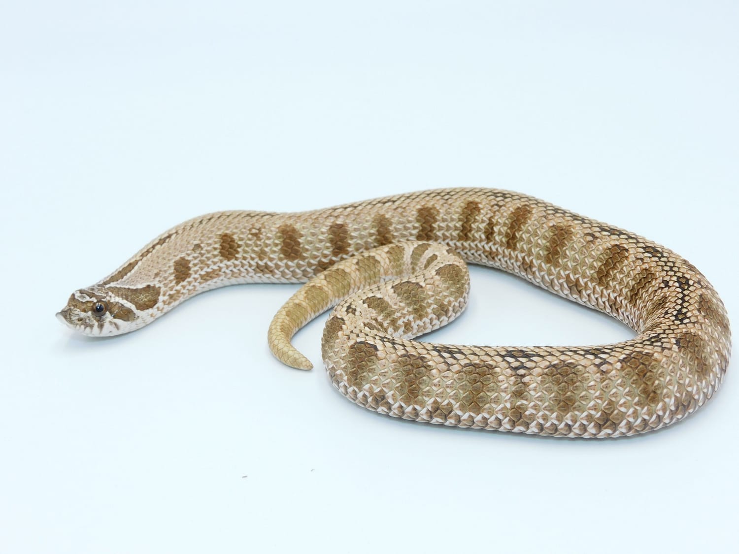 Anaconda Het Evans Hypo Western Hognose by GSL Reptiles - MorphMarket