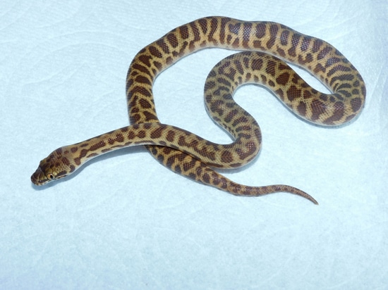 Eastern Stimson's Python (Antaresia Stimsoni) More Python by GSL Reptiles