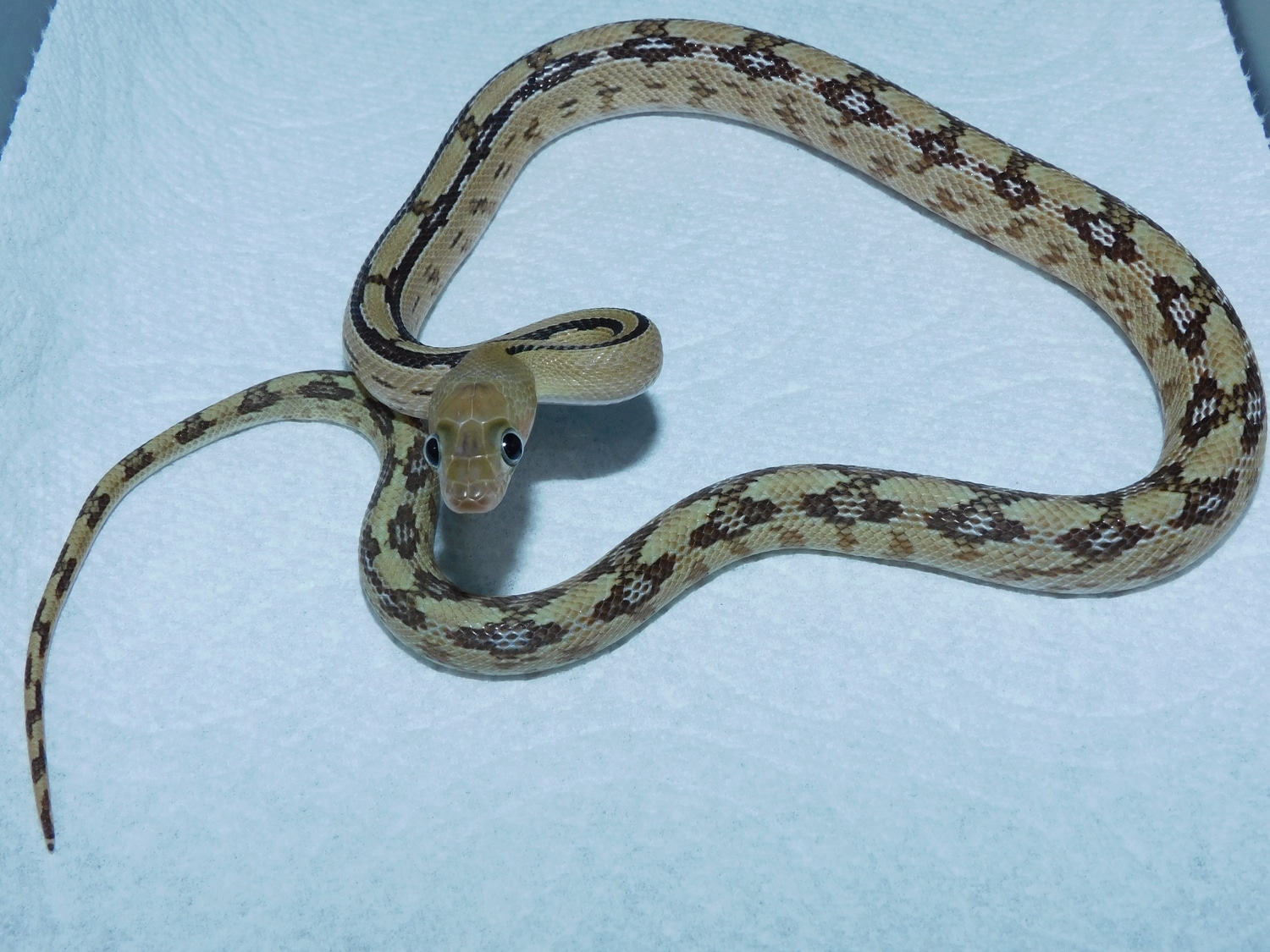 Het Axanthic Trans-Pecos Rat Snake by GSL Reptiles - MorphMarket