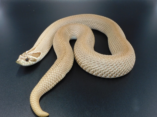 Superconda Ph Evans Hypo Western Hognose by GSL Reptiles
