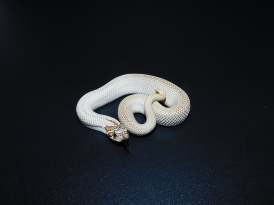 Superconda Ph Evans Hypo Western Hognose by GSL Reptiles