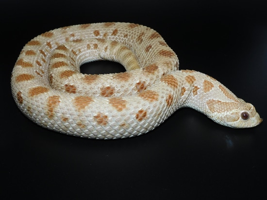 Evans Hypo Anaconda Western Hognose by GSL Reptiles