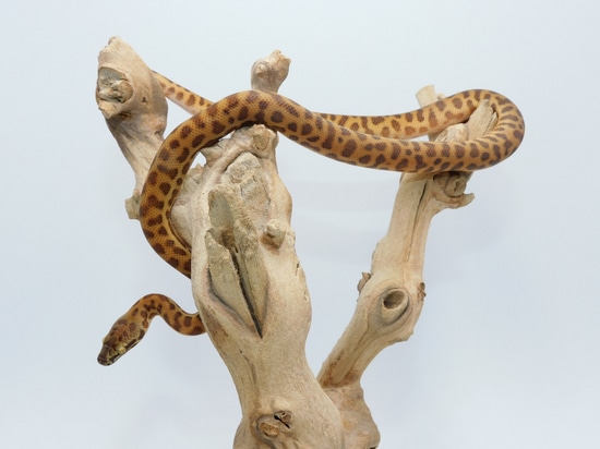 Eastern Stimson's Python by GSL Reptiles