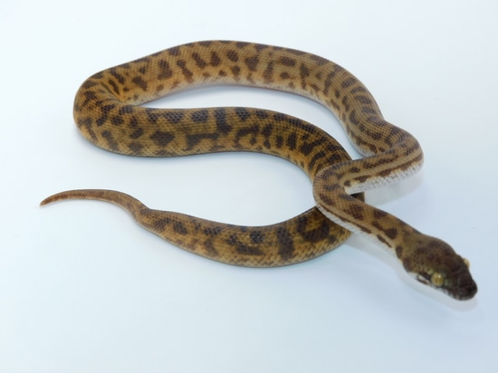 Eastern Stimson's Python (MGM1) by GSL Reptiles