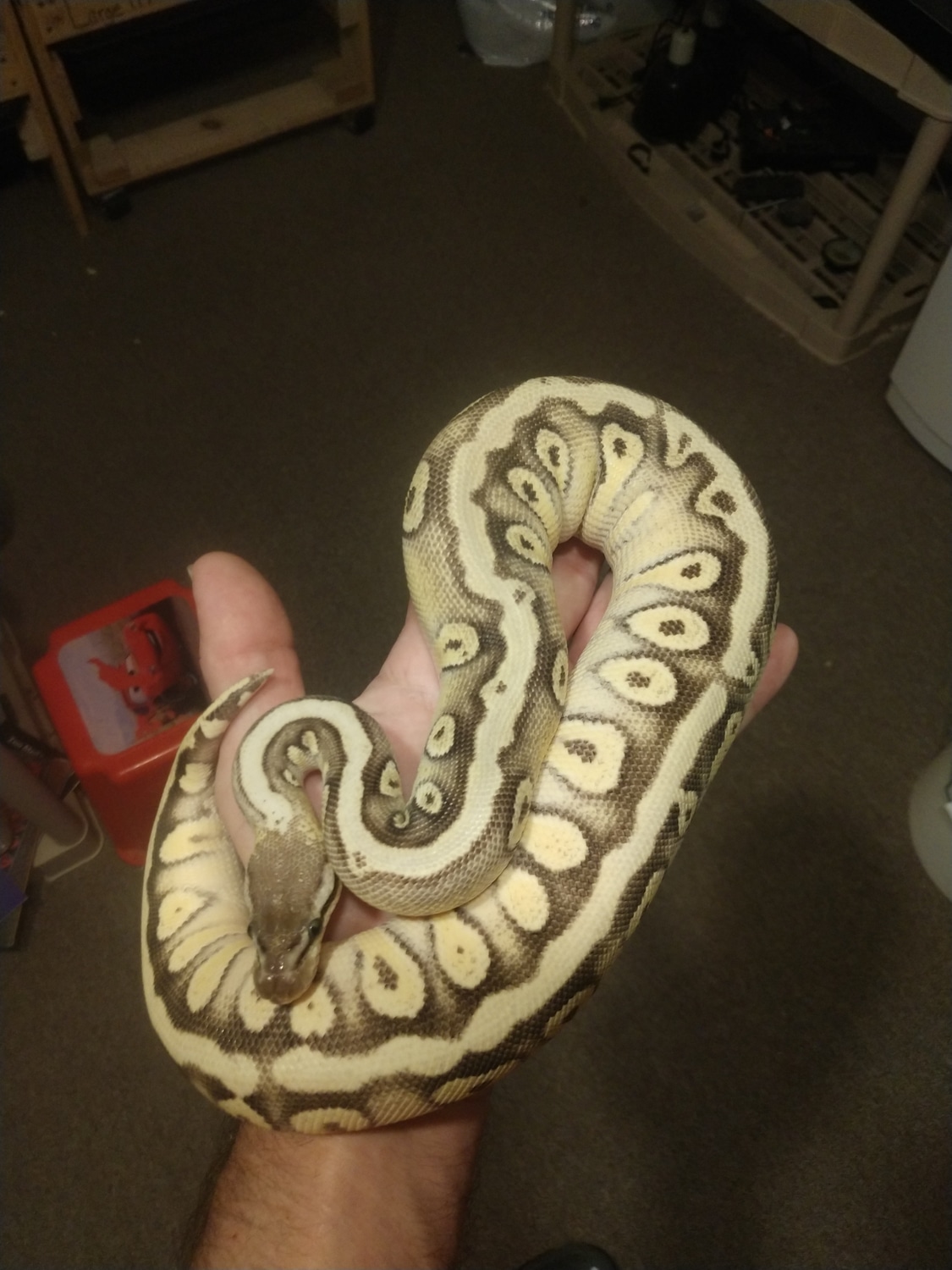 Pastel Hgw Granite Mojave Ball Python by Red Rose Pythons LLC - MorphMarket