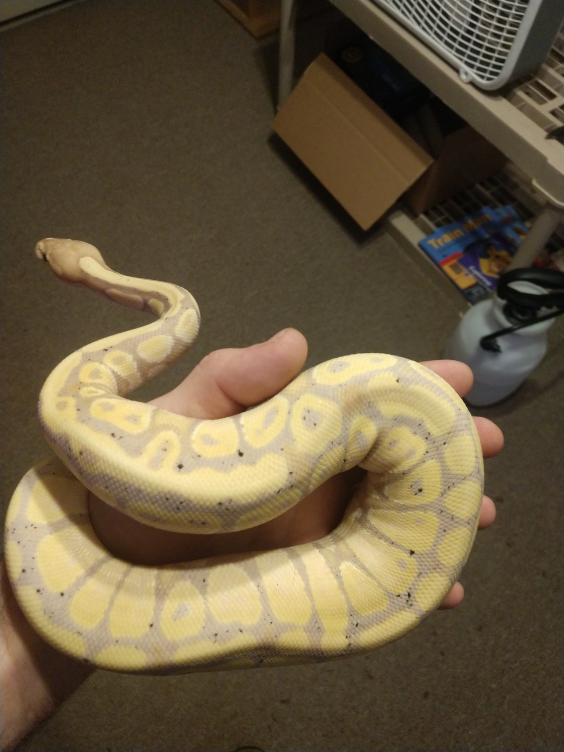 Banana Het Clown Ball Python by Red Rose Pythons - MorphMarket