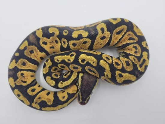 Pastel Vanilla Ball Python by Red Rose Pythons LLC