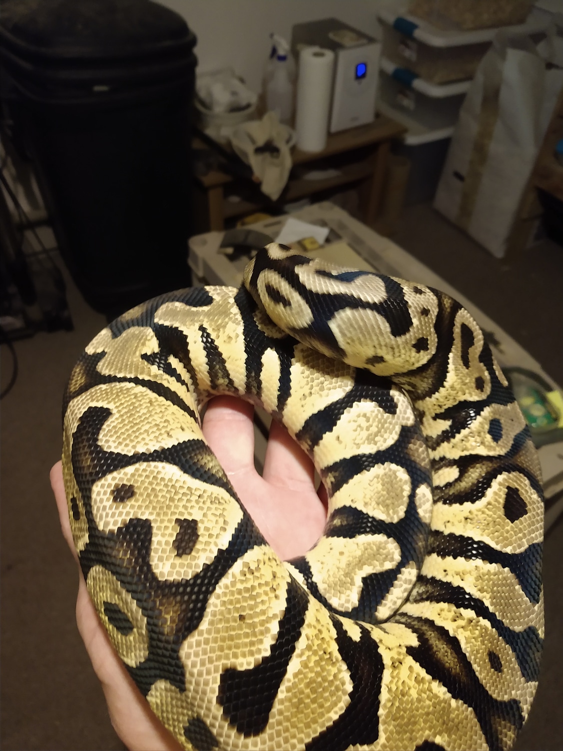 Pastel Yellow Belly Ball Python by Red Rose Pythons - MorphMarket