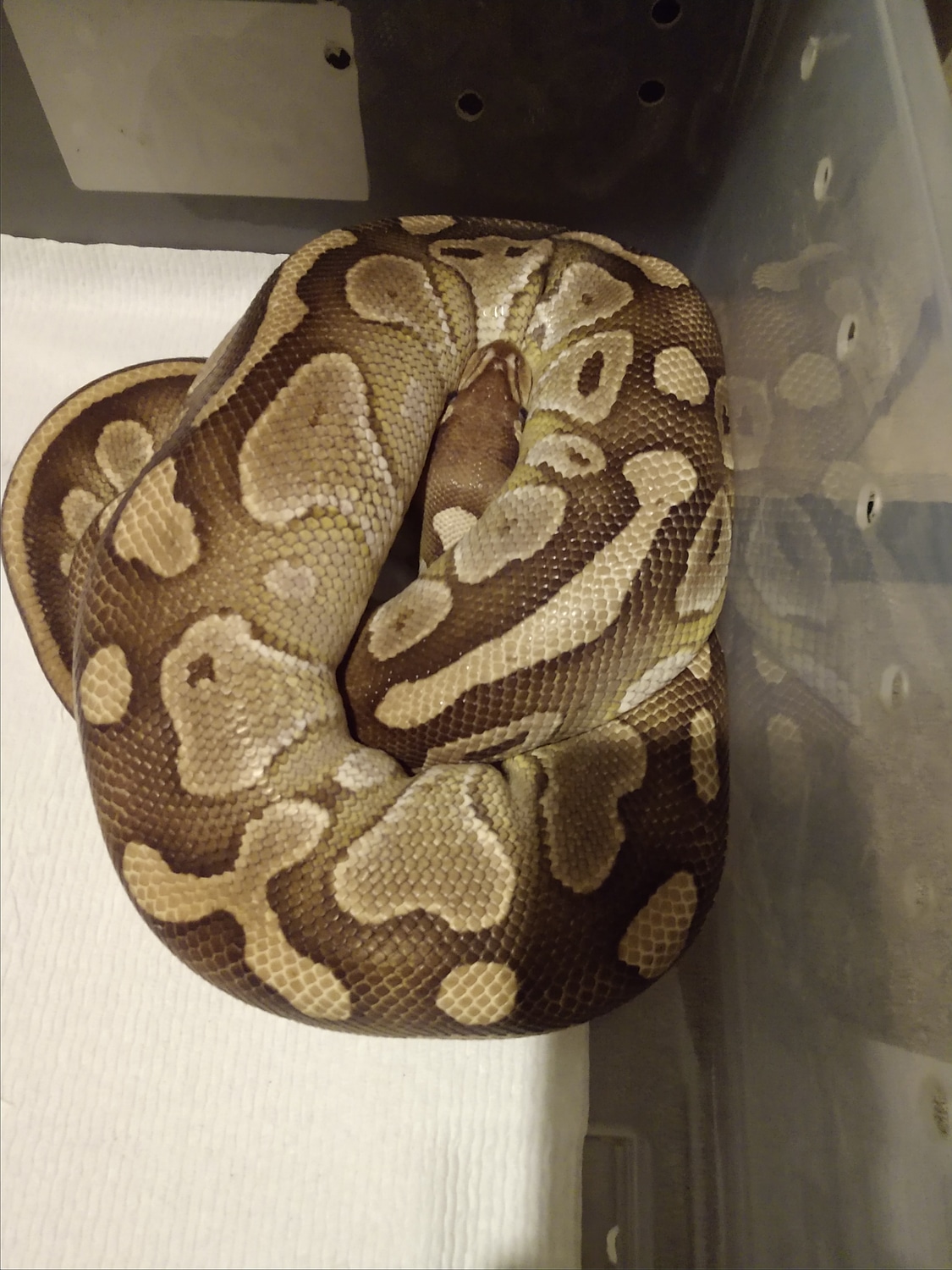 Lesser Ball Python by Red Rose Pythons - MorphMarket