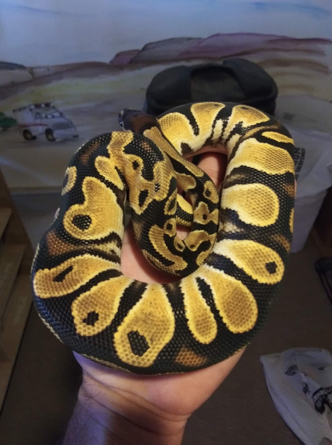 Orange Dream Fire Het Pied Ball Python by Red Rose Pythons - MorphMarket