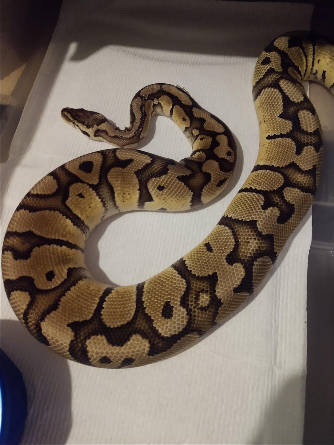 Pastel Red Stripe Het Clown Ball Python by Red Rose Pythons - MorphMarket
