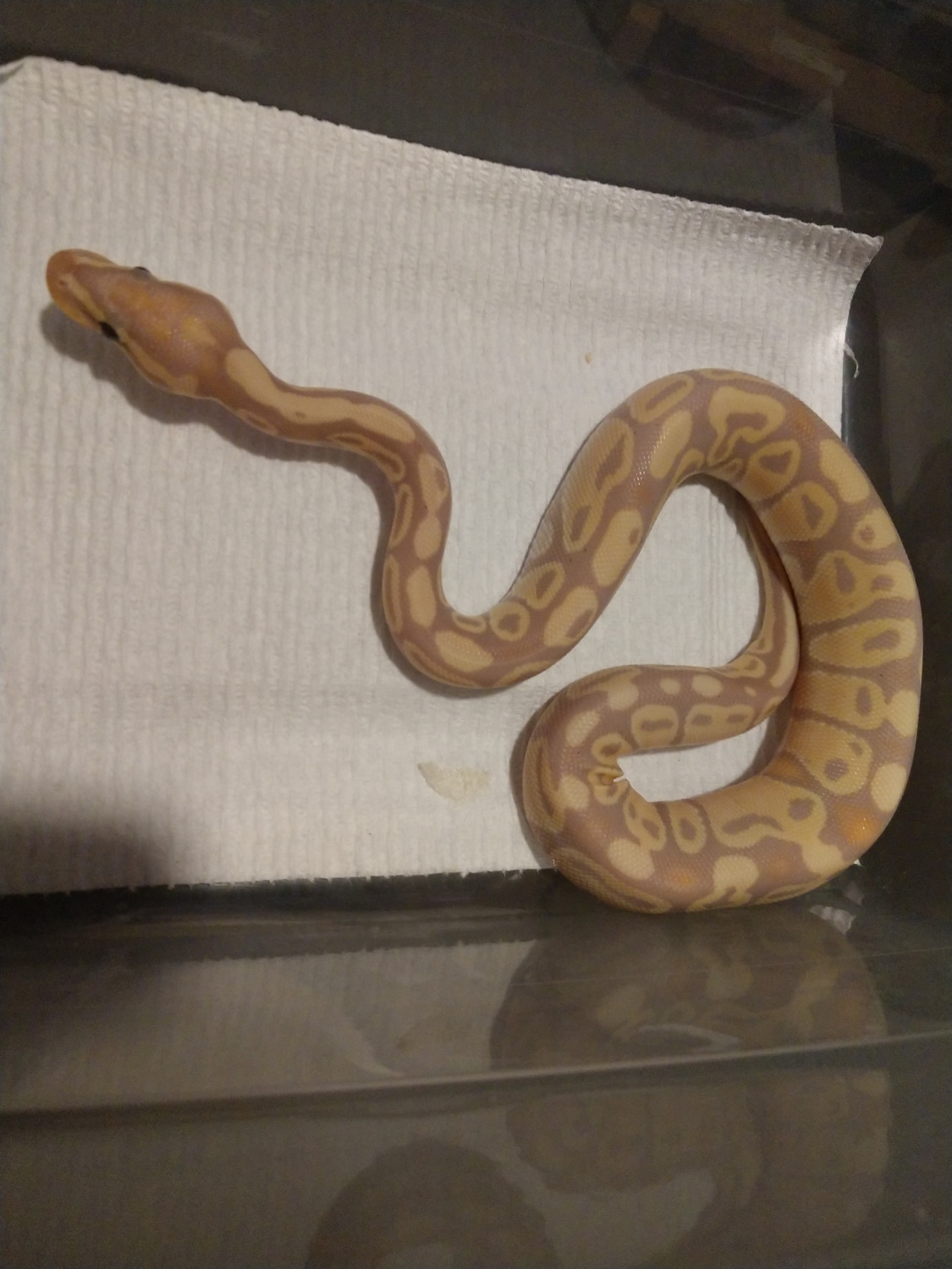 Banana 66% Het Clown Ball Python by Red Rose Pythons - MorphMarket