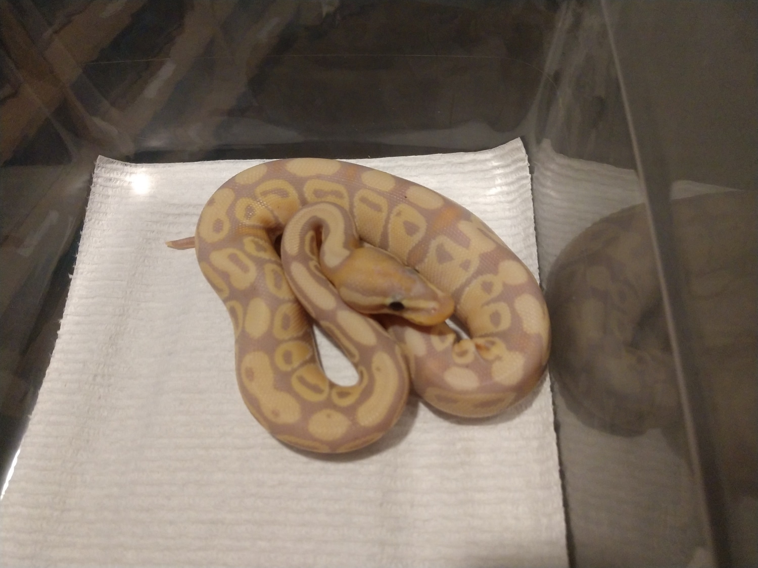 Banana 66% Het Clown Ball Python by Red Rose Pythons LLC - MorphMarket