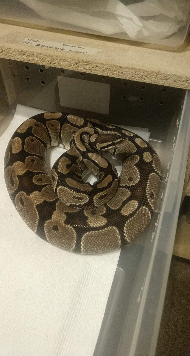 Normal Het Clown Ball Python by Red Rose Pythons - MorphMarket