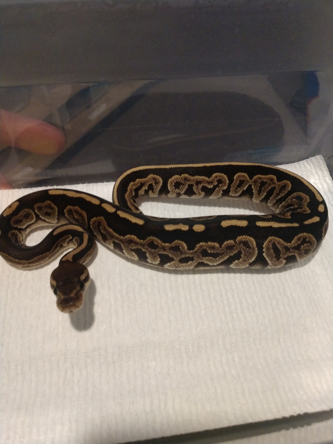 Black Pastel DH Hypo Genetic Stripe Ball Python by Red Rose Pythons LLC ...