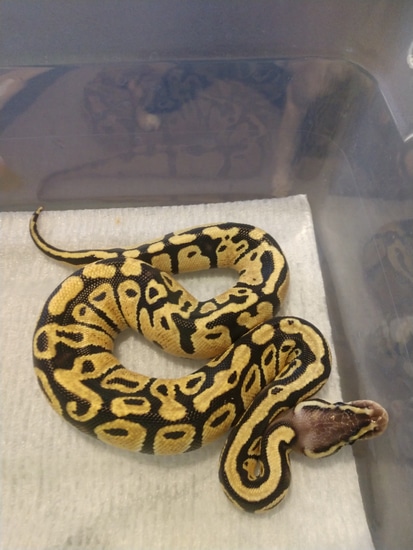 Pastel 66% Het Clown Ball Python by Red Rose Pythons LLC