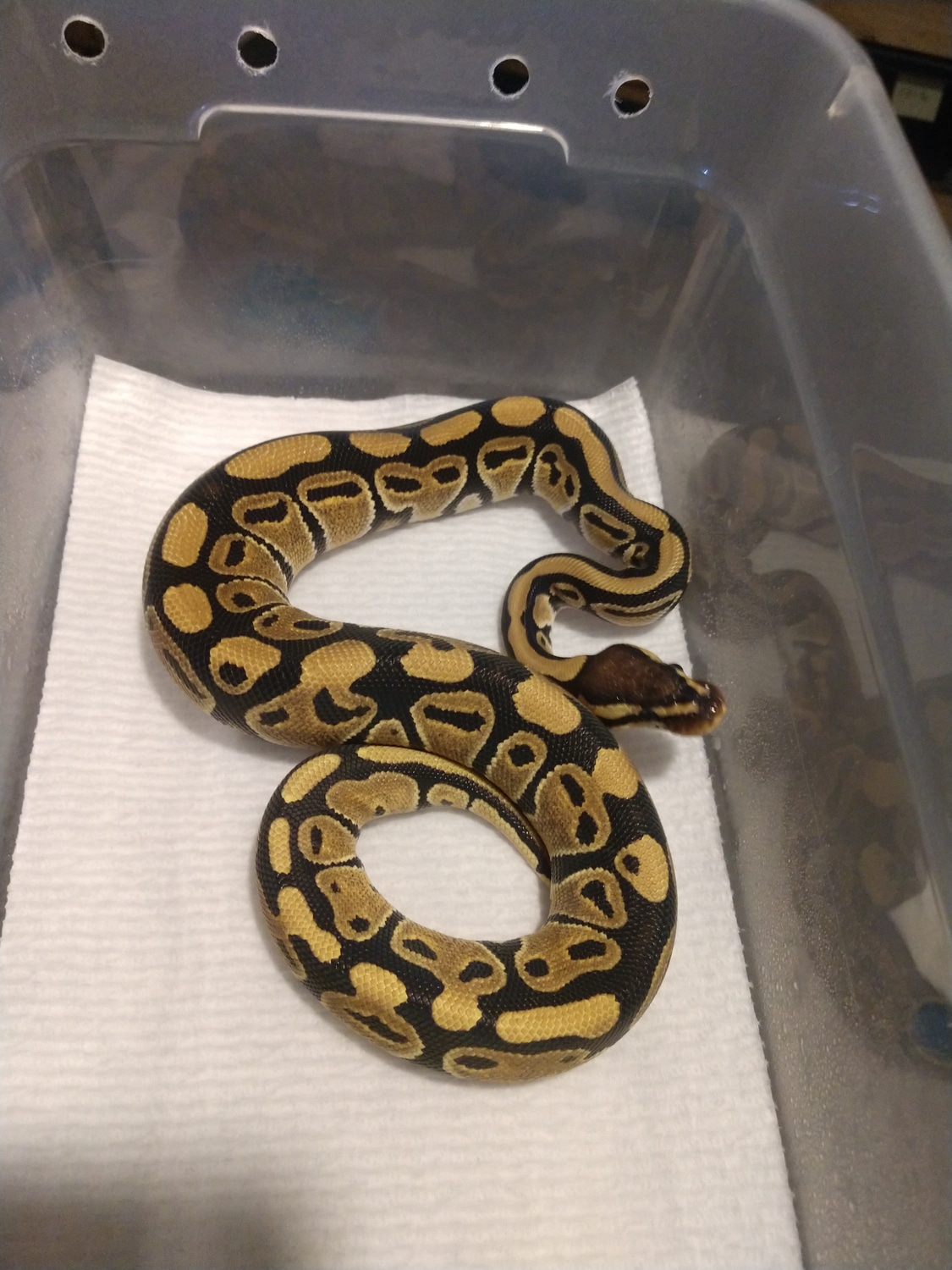 Normal 66% Het Clown Ball Python by Red Rose Pythons - MorphMarket