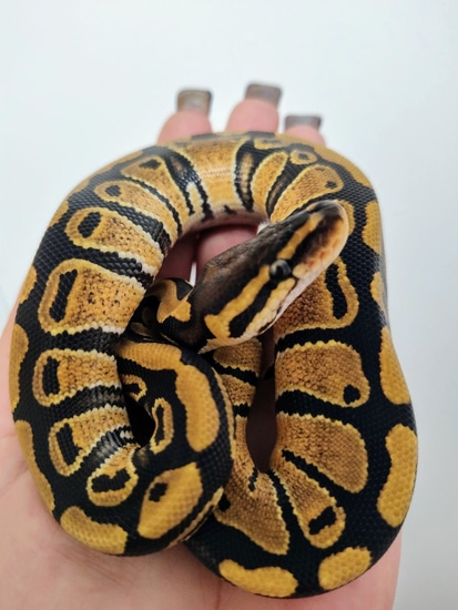 Normal Ball Python by Red Rose Pythons LLC
