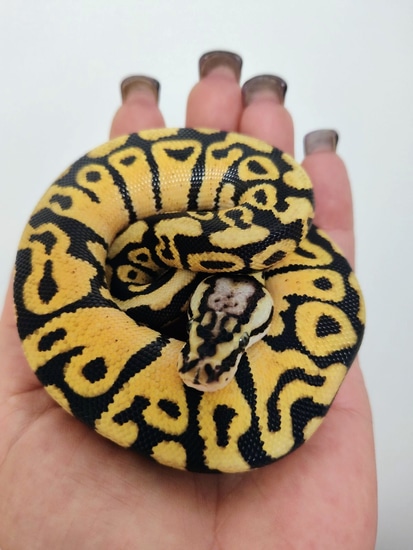 Pastel Spotnose Ball Python by Red Rose Pythons LLC