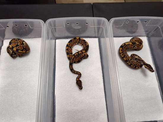 Group Of 6..Normal DH Hypo/pied Ball Python by Red Rose Pythons LLC