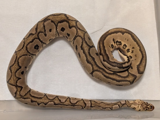 Pastel YB Clown Ball Python by Red Rose Pythons LLC