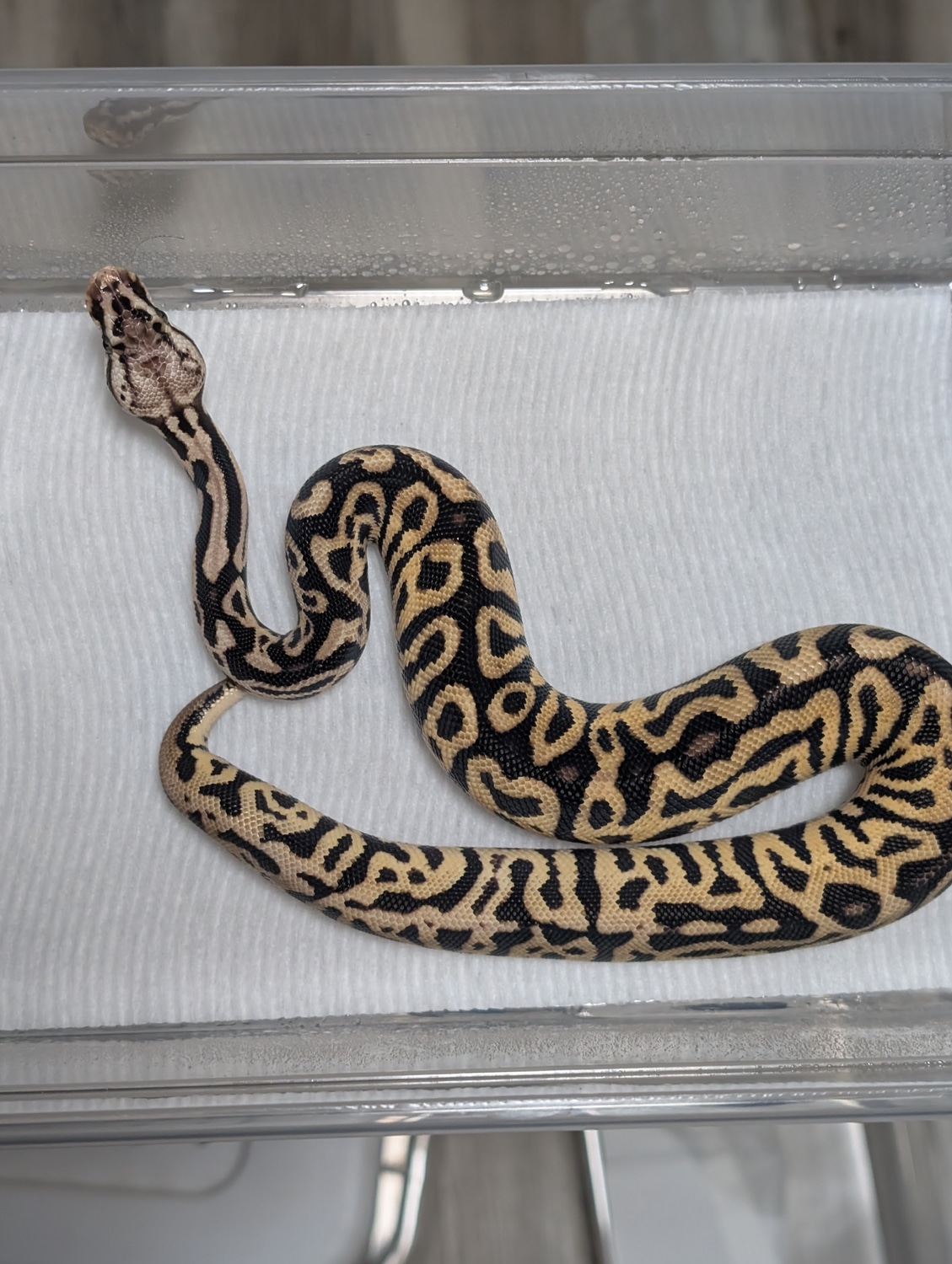 Pastel spotnose leopard het clown