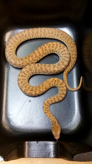 Childrens Python Children's Python by GS Reptiles