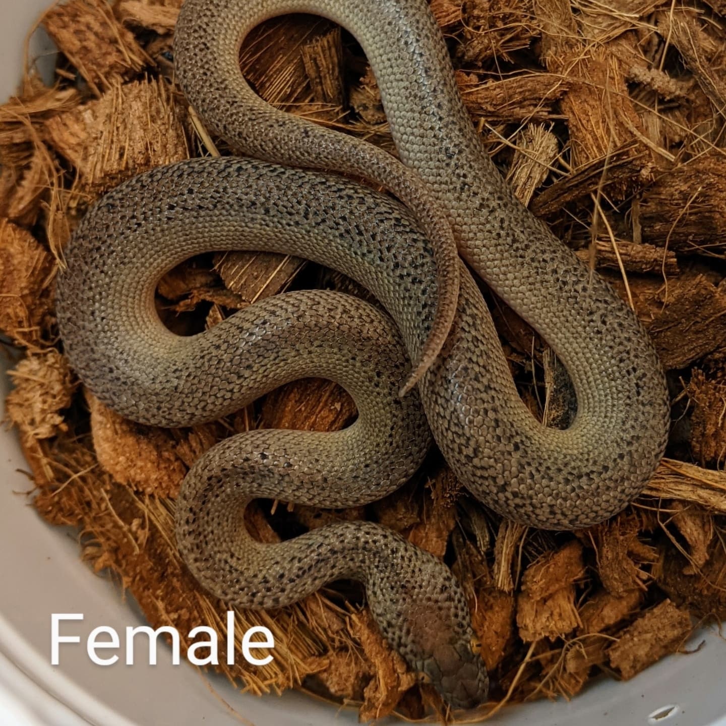 Granite Pair Spotted Python by GS Reptiles - MorphMarket
