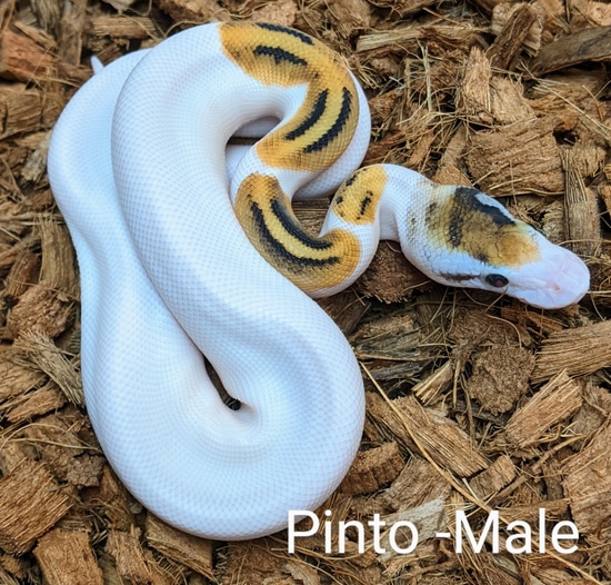 Pastel Pinto Pied Ball Python by GS Reptiles