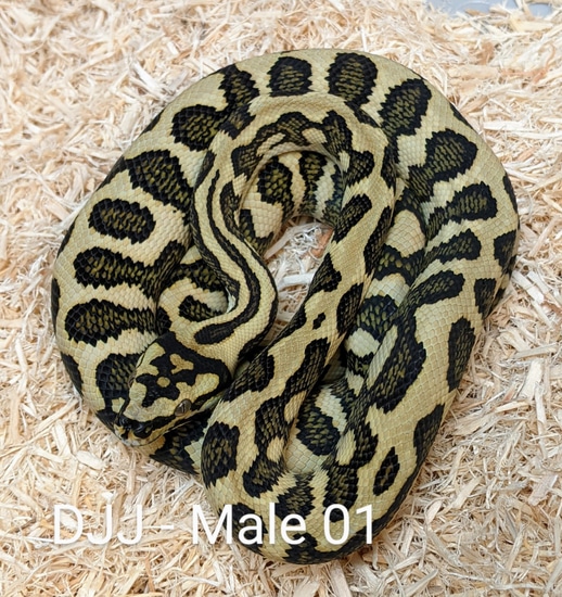 Diamond Jungle Jaguar Other Carpet Python by GS Reptiles