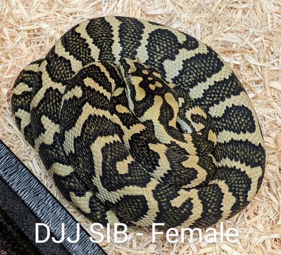Diamond Jungle Jaguar Sibling Other Carpet Python by GS Reptiles