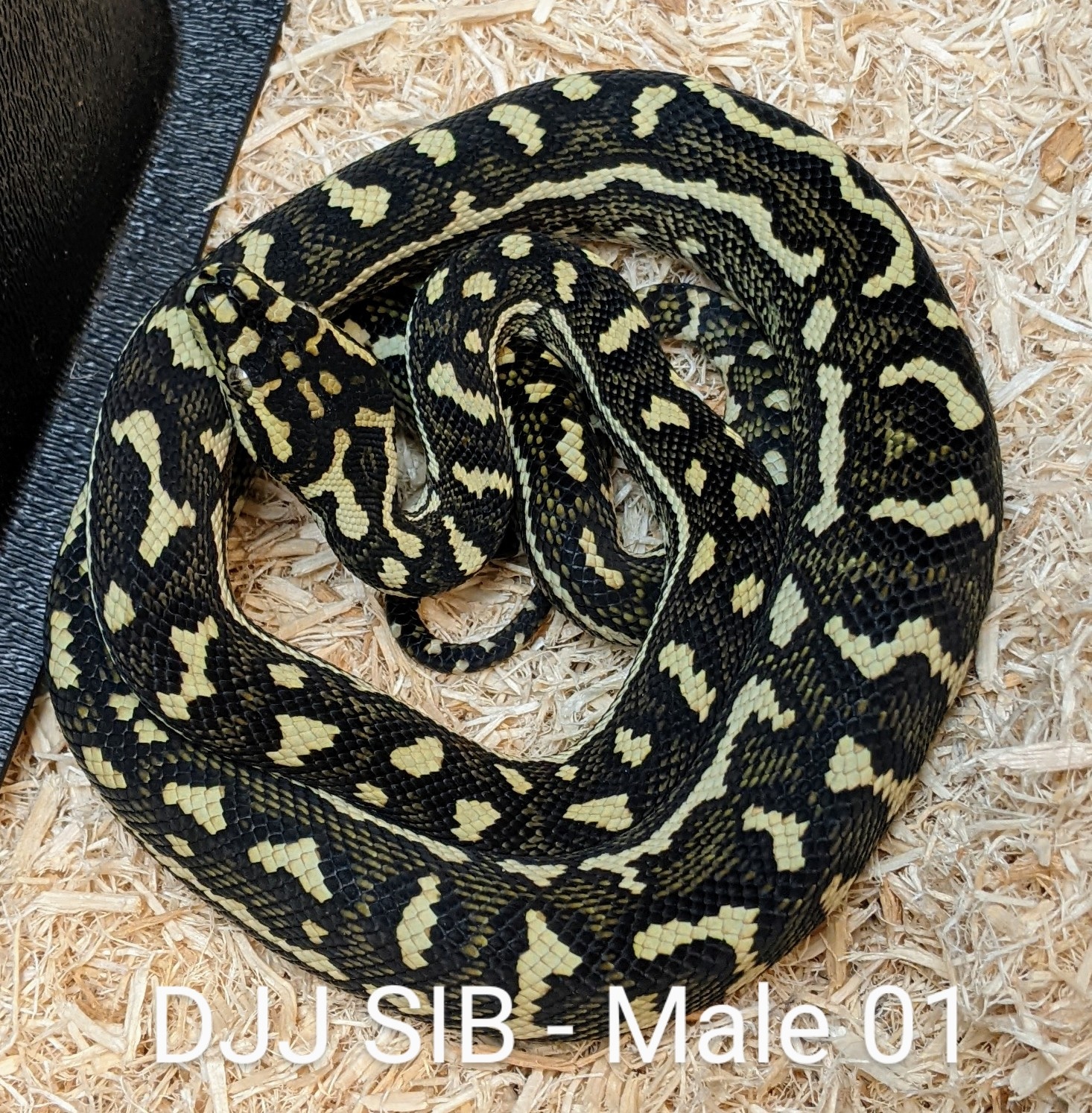 Diamond Jungle Jaguar Sibling Other Carpet Python by GS Reptiles ...