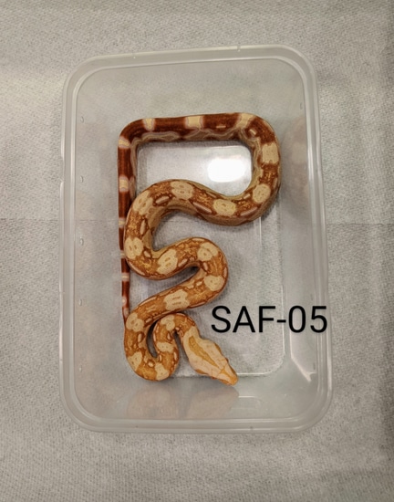 Sharp Albino Boa Constrictor by GS Reptiles
