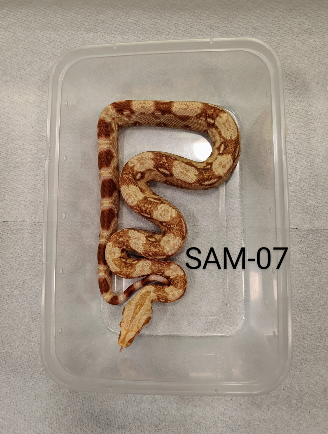 Sharp Albino Boa Constrictor by GS Reptiles - MorphMarket