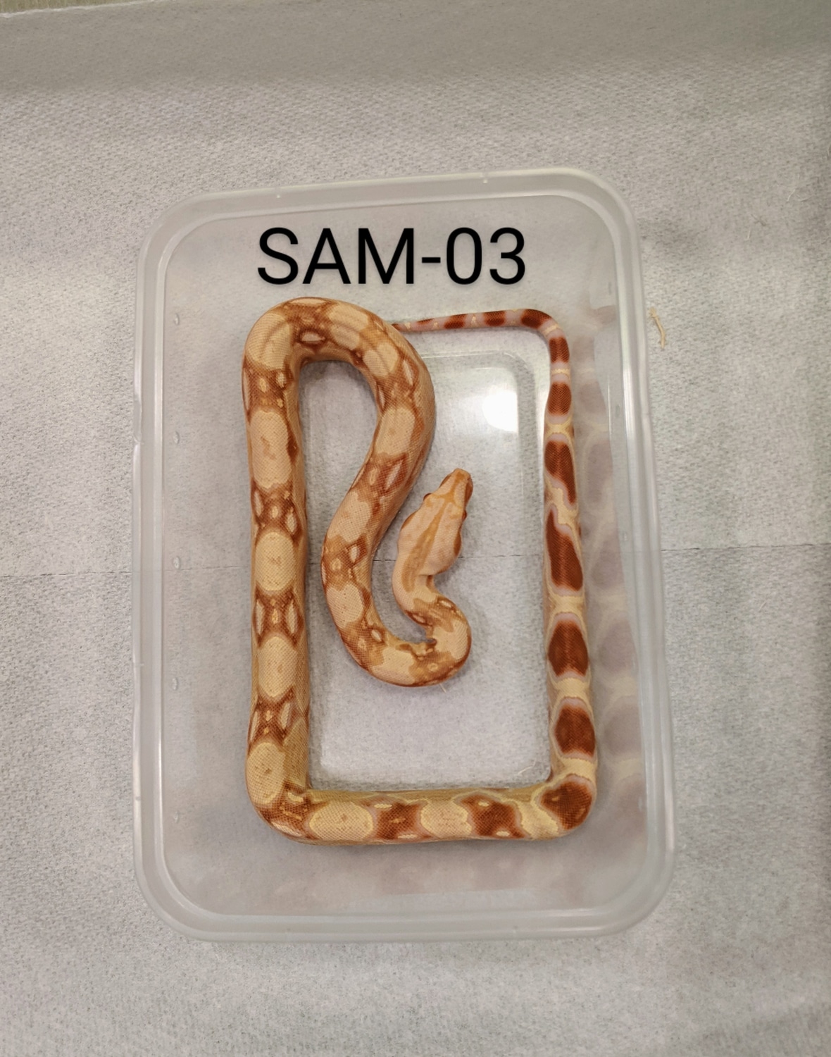 Sharp Albino Boa Constrictor by GS Reptiles - MorphMarket