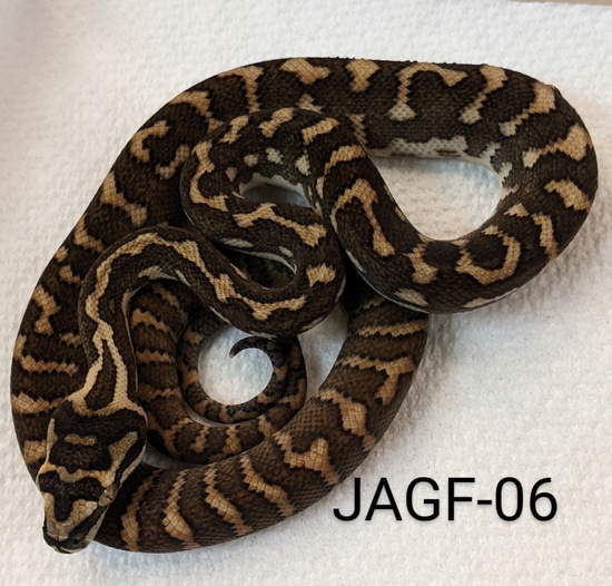 Gamma Diamond Jungle Jaguar Other Carpet Python by GS Reptiles