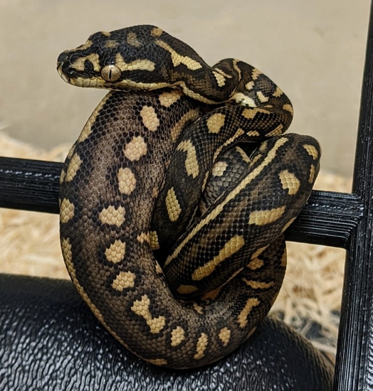 Gamma Jag Sibling Other Carpet Python by GS Reptiles