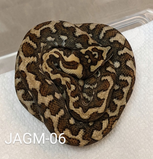 Gamma Diamond Jungle Jaguar Other Carpet Python by GS Reptiles