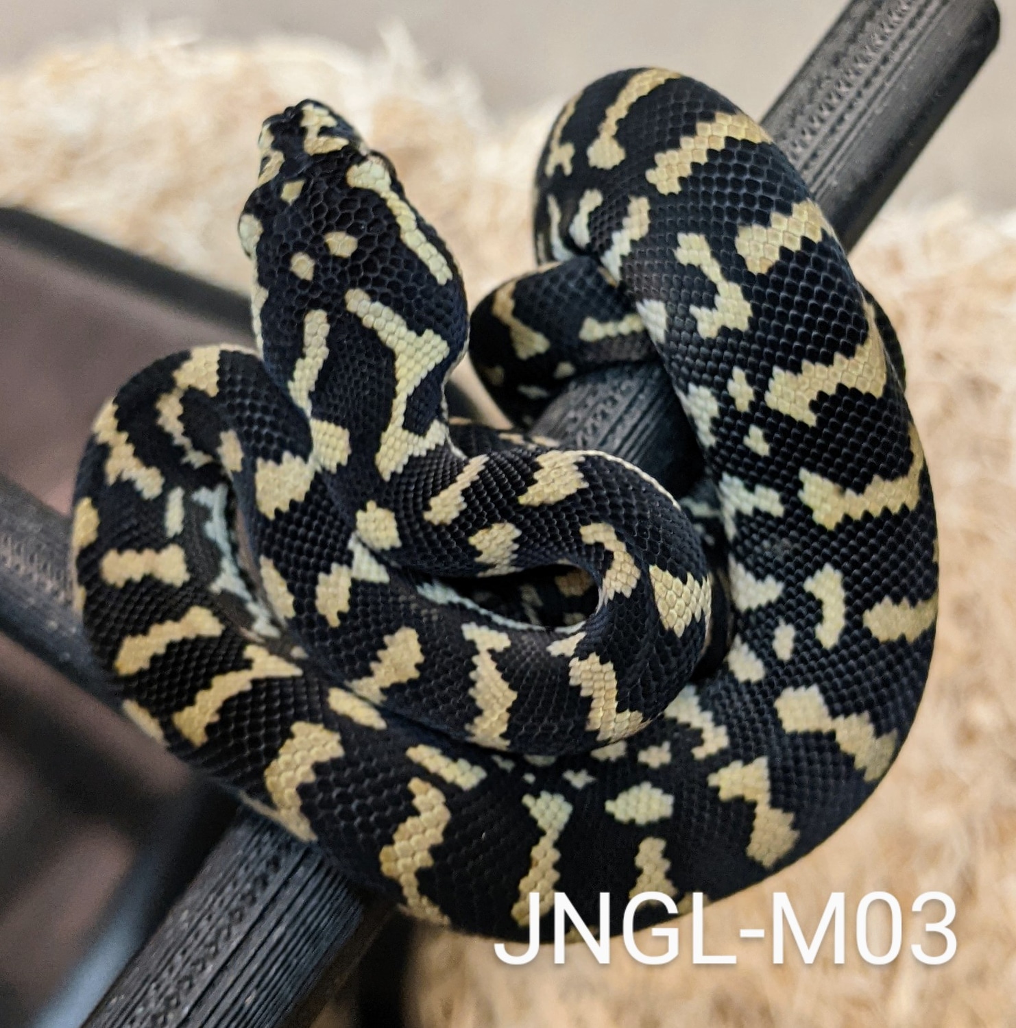 Male Jungle Carpet Python by GS Reptiles - MorphMarket