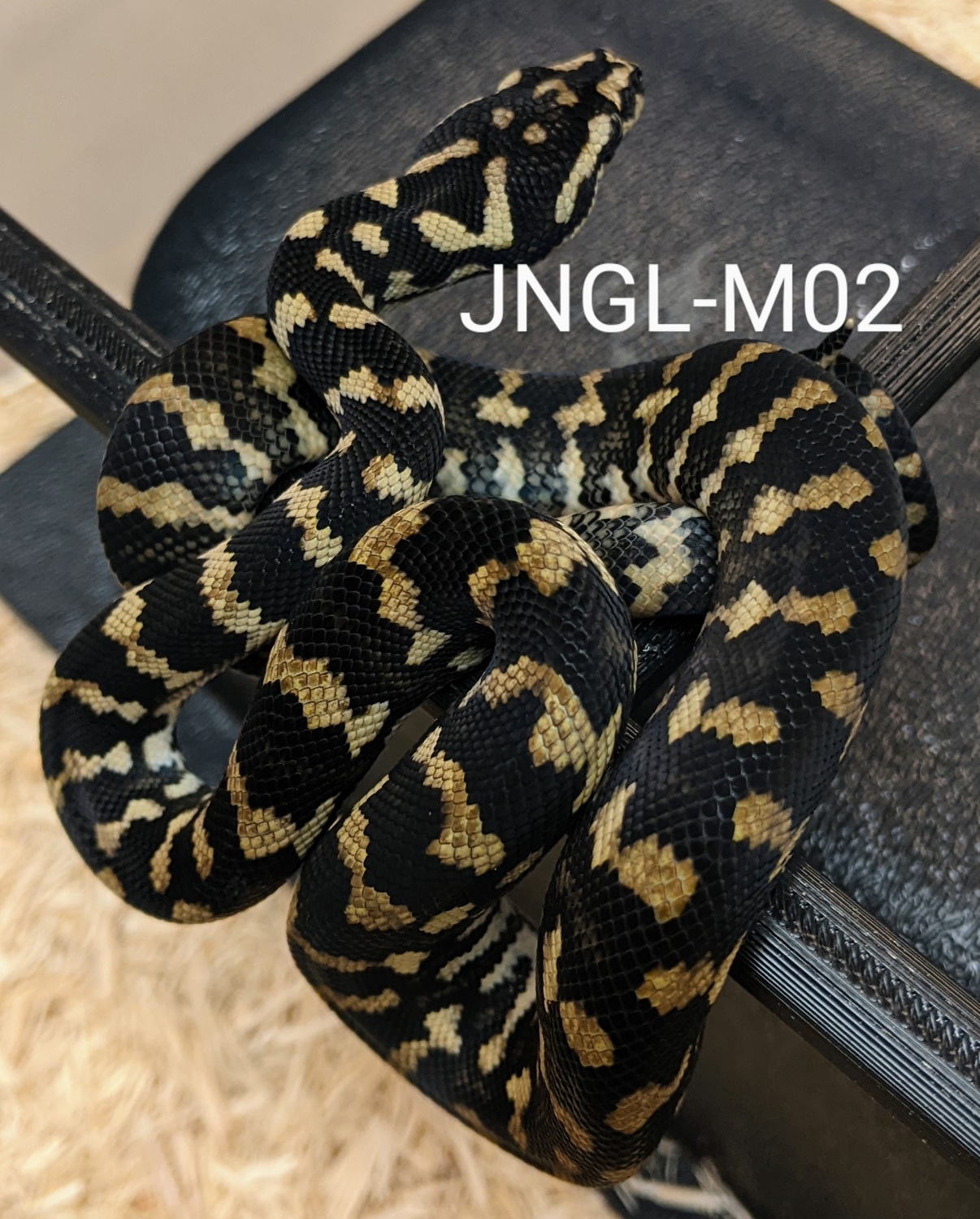 Jungle Jungle Carpet Python by GS Reptiles - MorphMarket