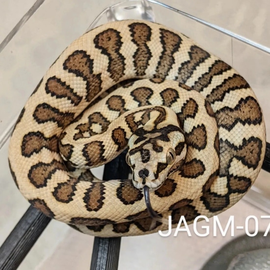 Gamma Diamond Jungle Jaguar Other Carpet Python by GS Reptiles