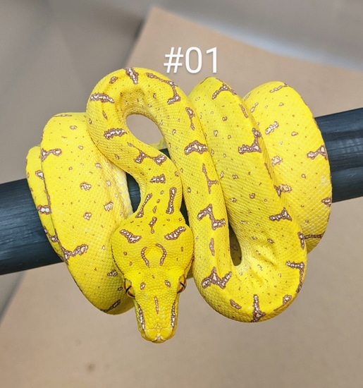 Manokwari Baby Green Tree Python by GS Reptiles