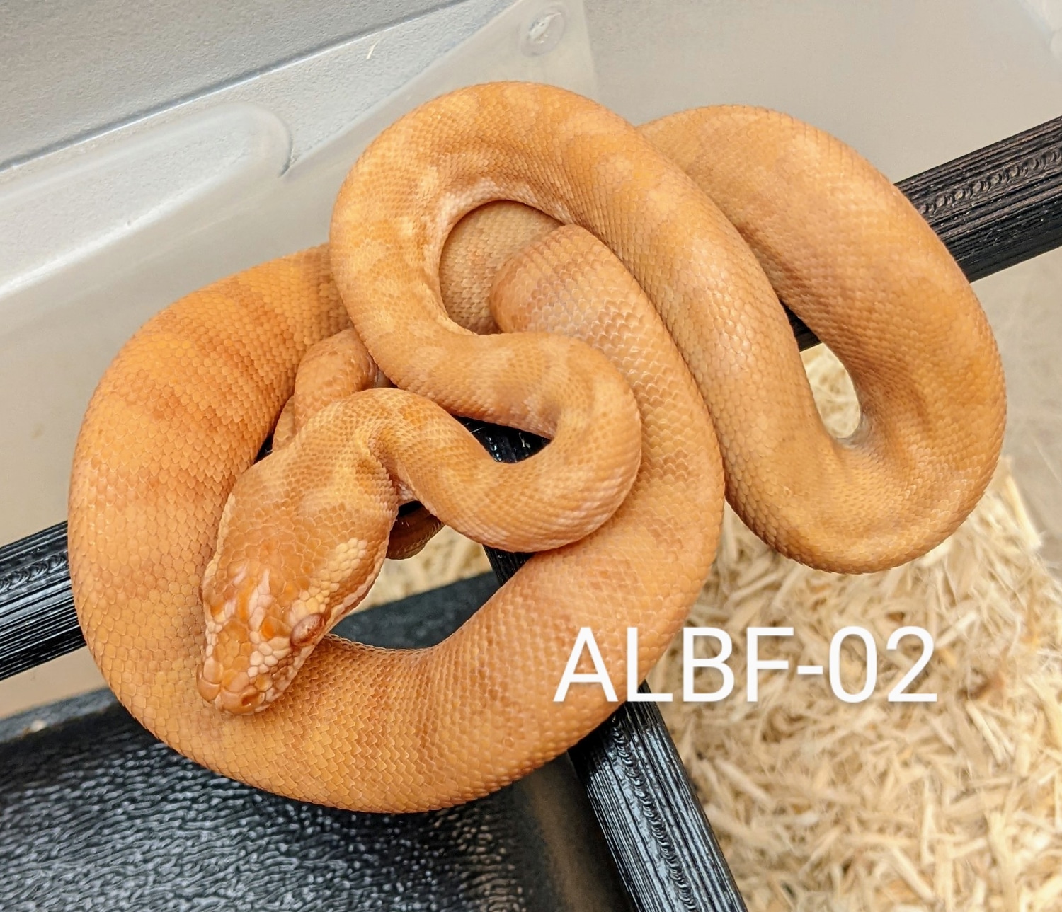 Albino Darwin Carpet Python by GS Reptiles - MorphMarket