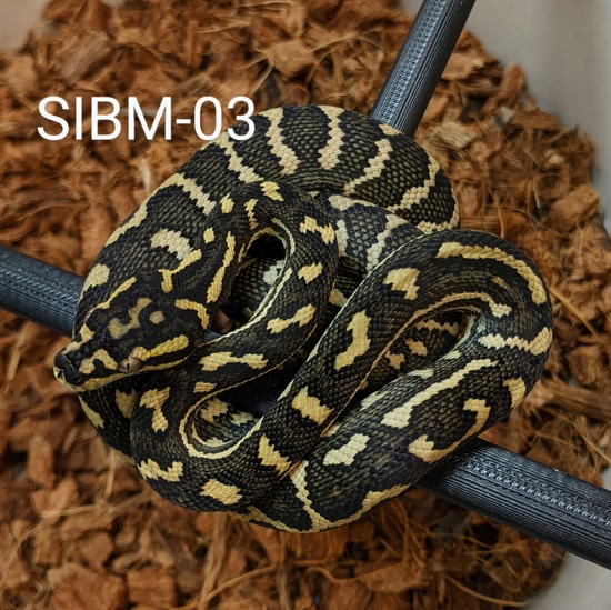 Jaguar Sibling Other Carpet Python by GS Reptiles