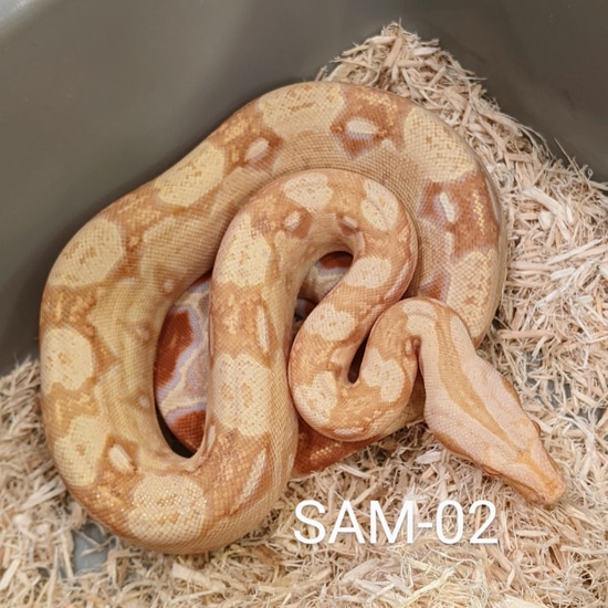 Sharp Albino Boa Constrictor by GS Reptiles