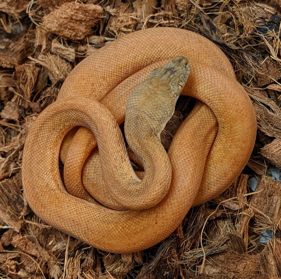 Savu Python - Het Silver More Python by GS Reptiles